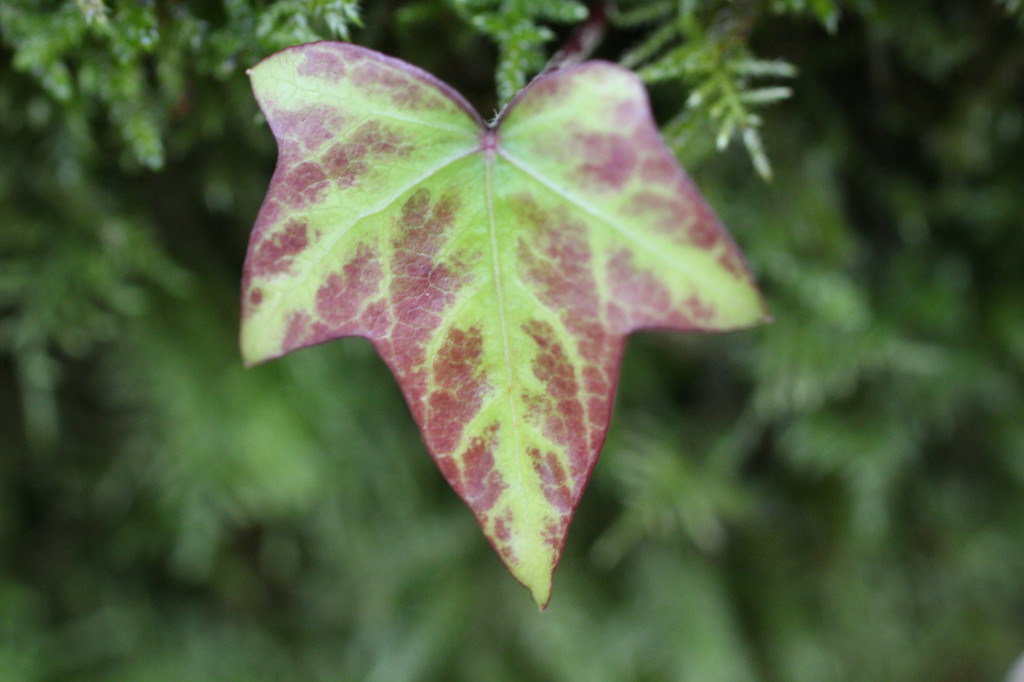 The colours of Ivy | An English Wood