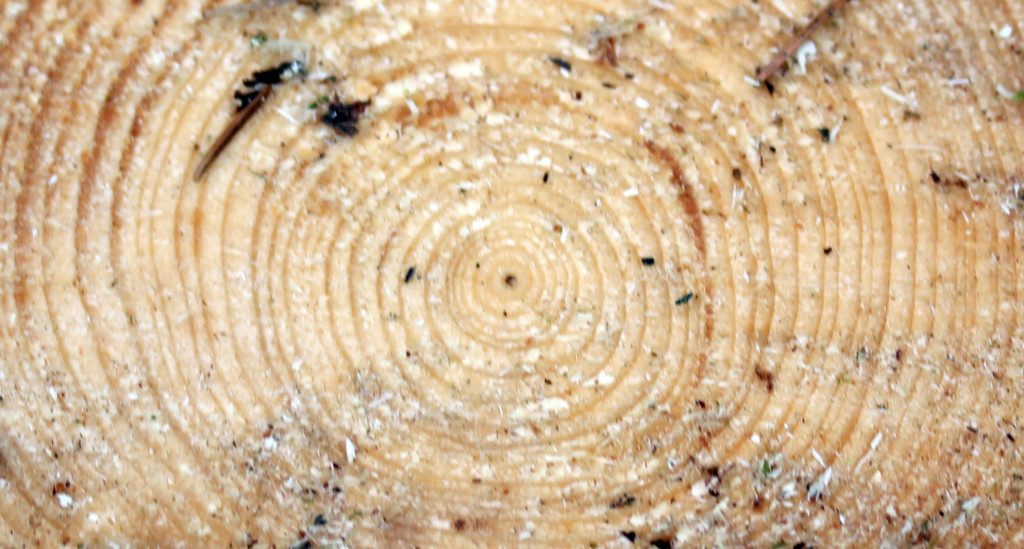Spruce (detail) #trees | An English Wood