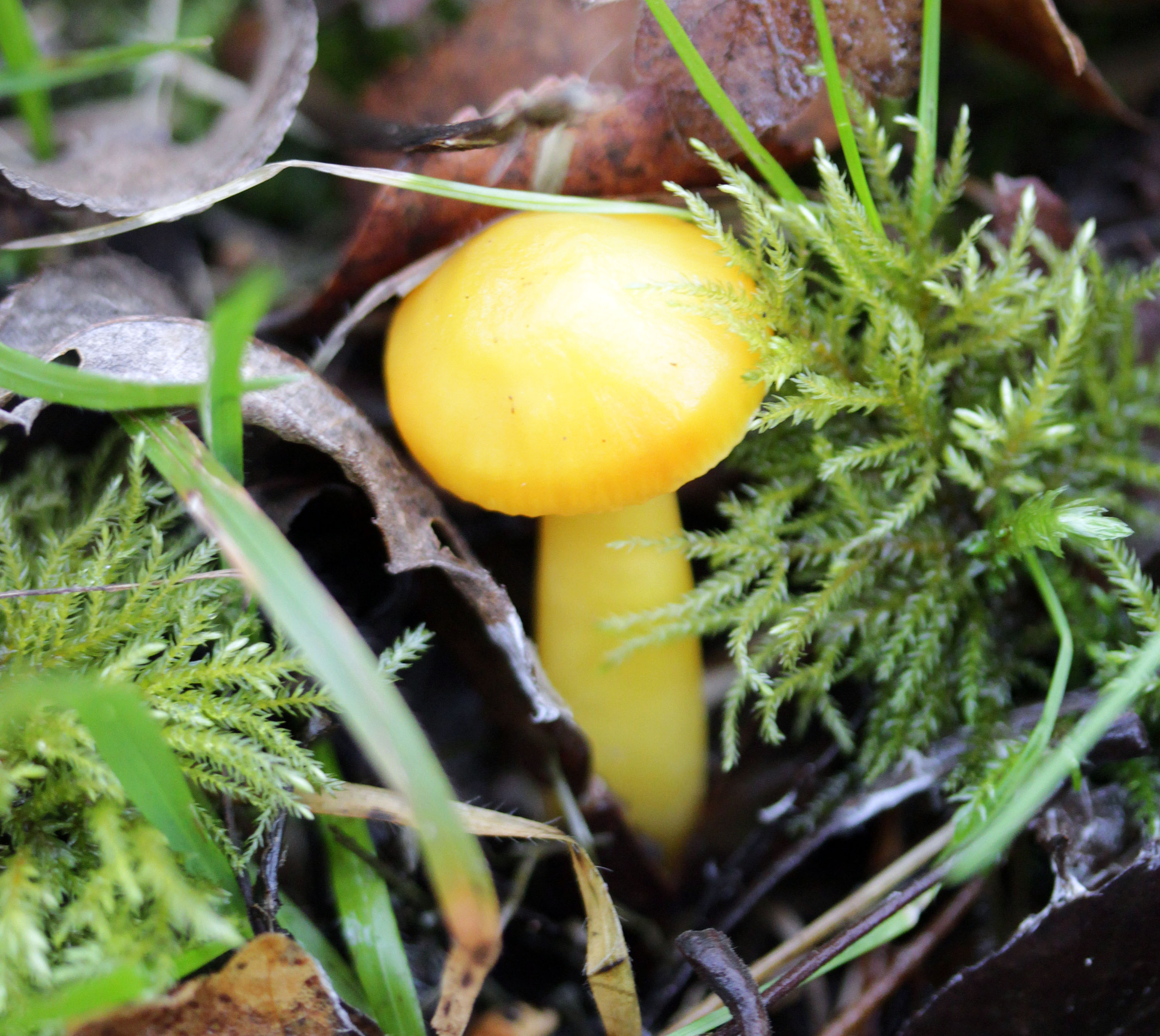 Butter Waxcap #fungi | An English Wood