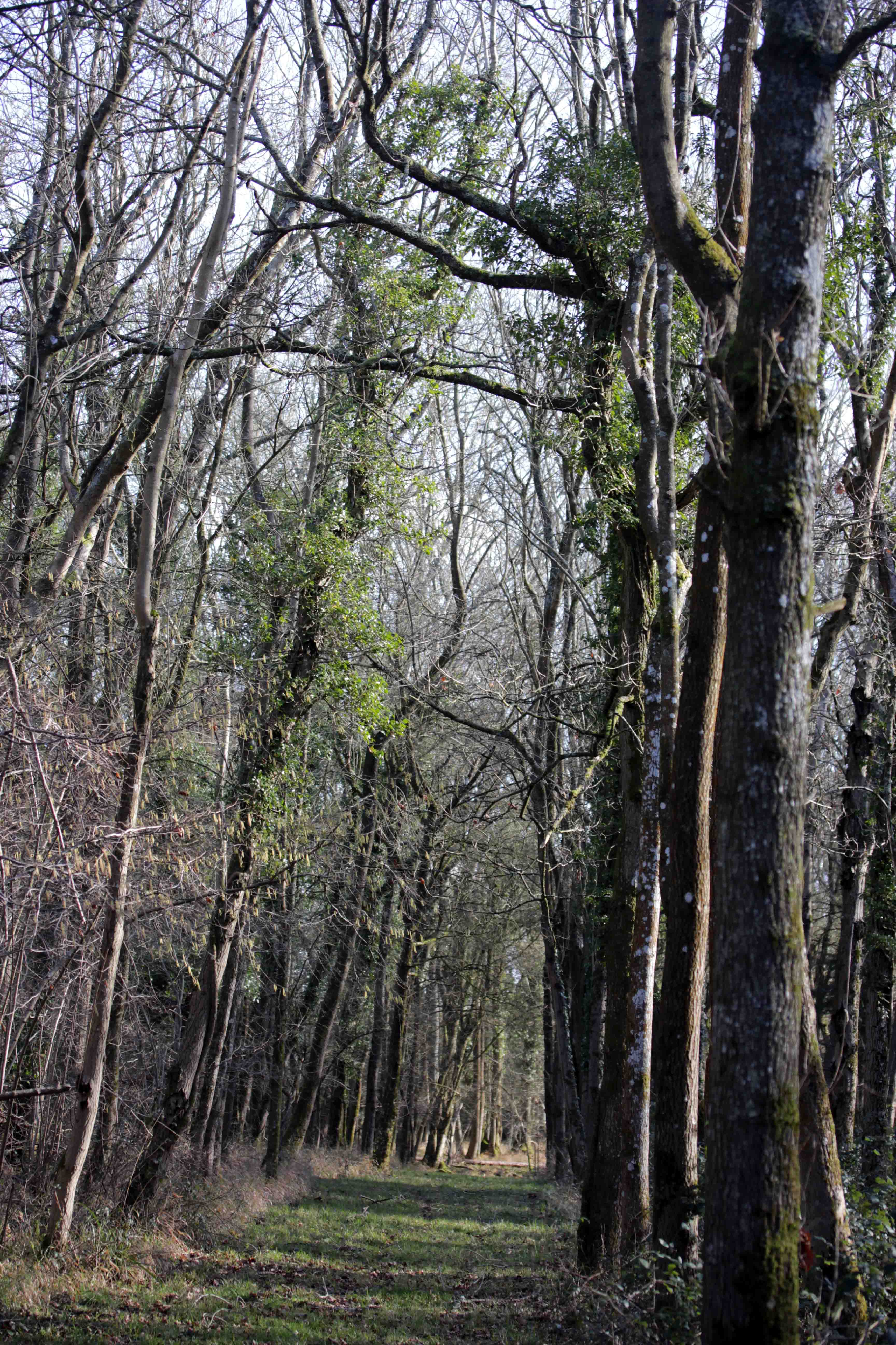 the wise trees stand sleeping in the cold.’ #plants | An English Wood