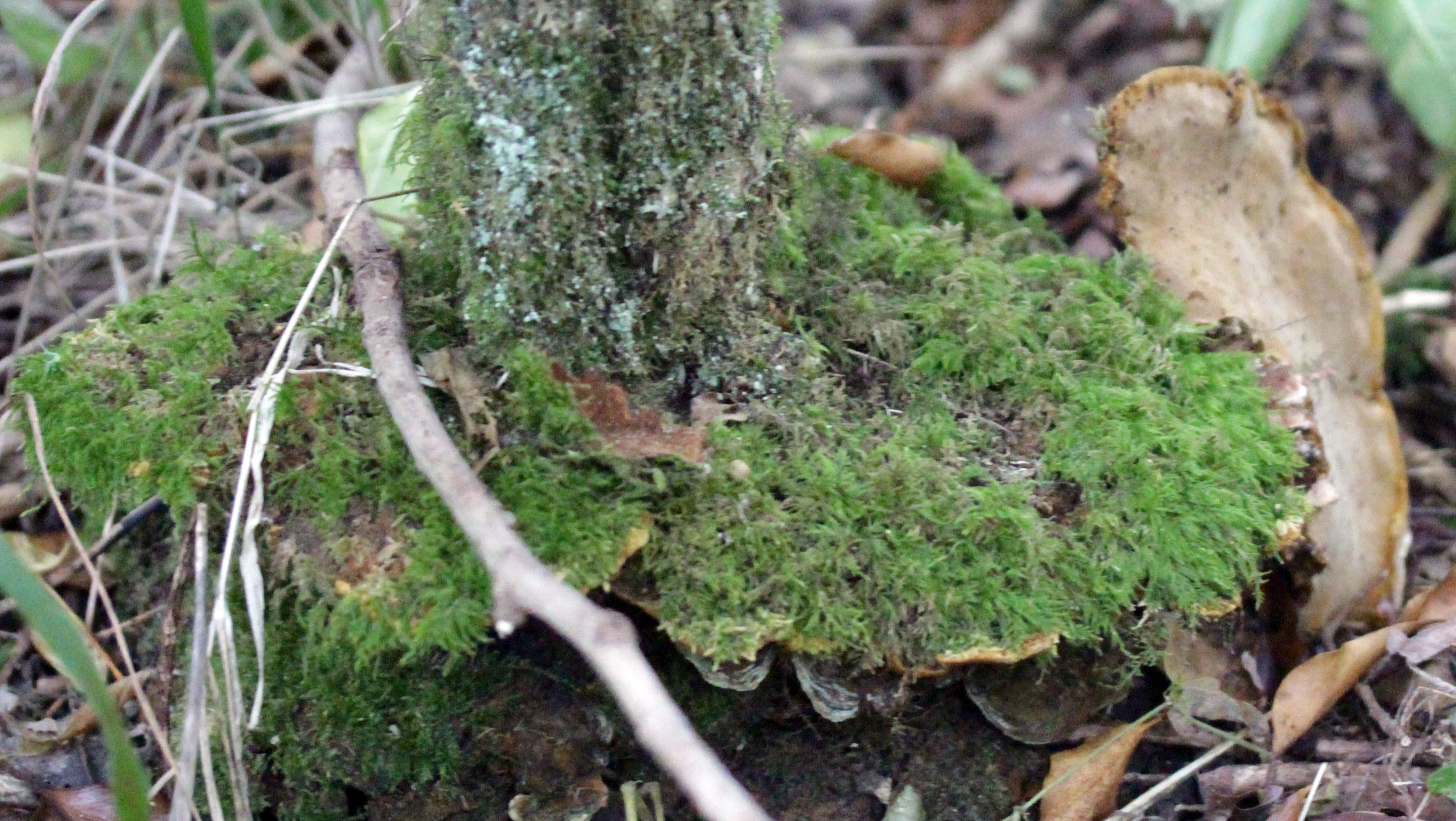 Phylloporia ribis | An English Wood