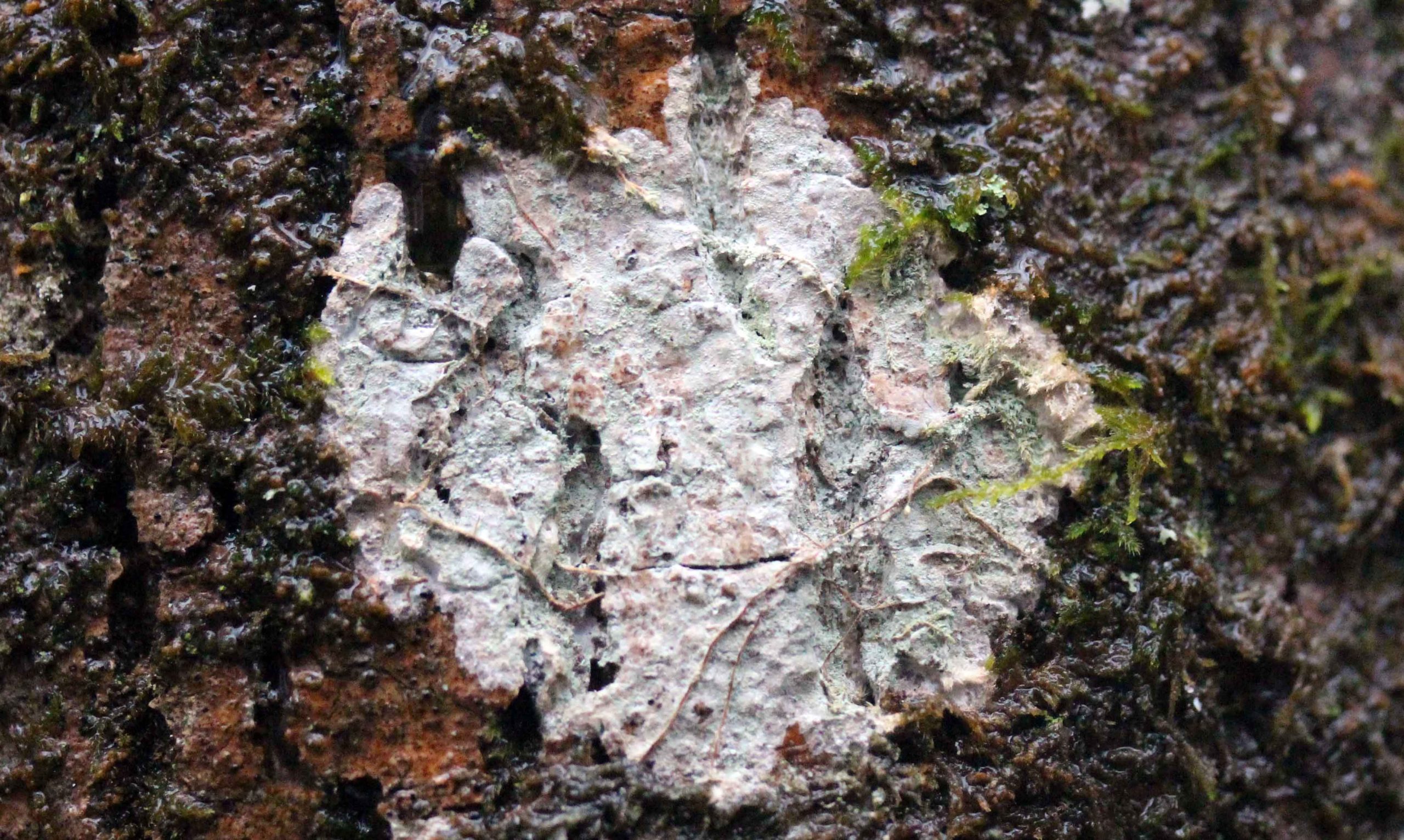 Ash #trees #lichen | An English Wood