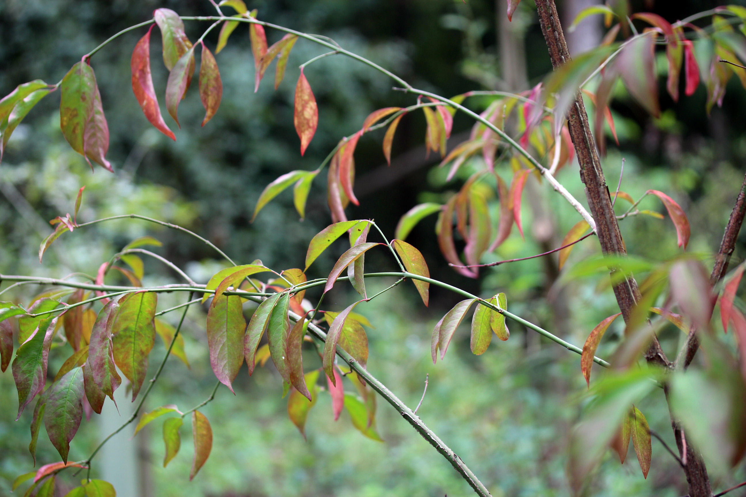 Wild cherry #trees | An English Wood