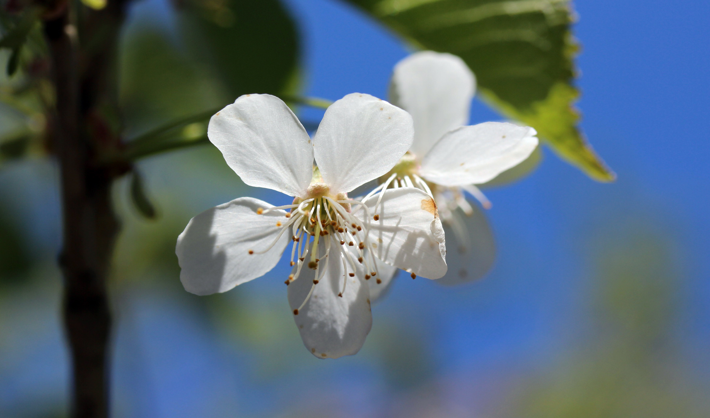 Wild cherry #tree | An English Wood