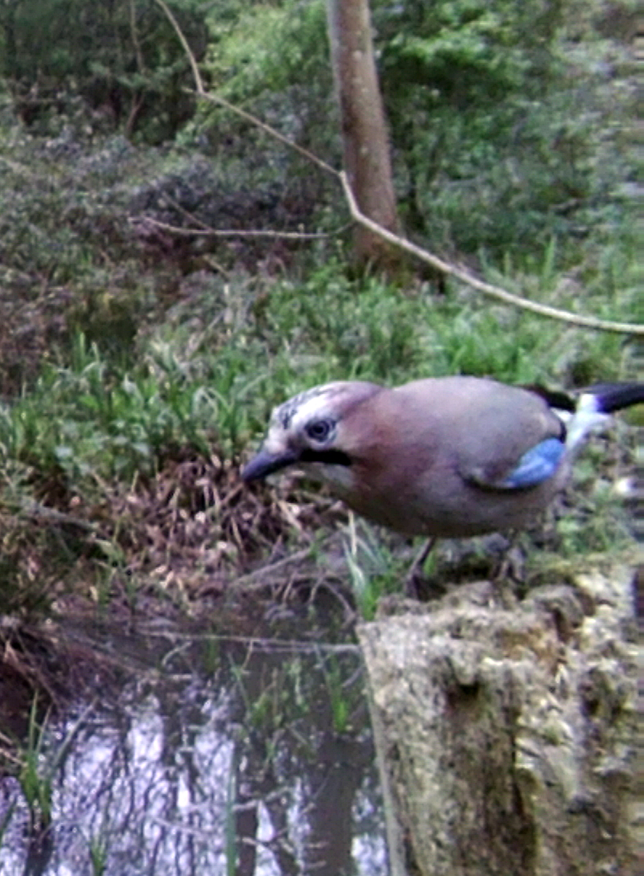 Jay #birds | An English Wood