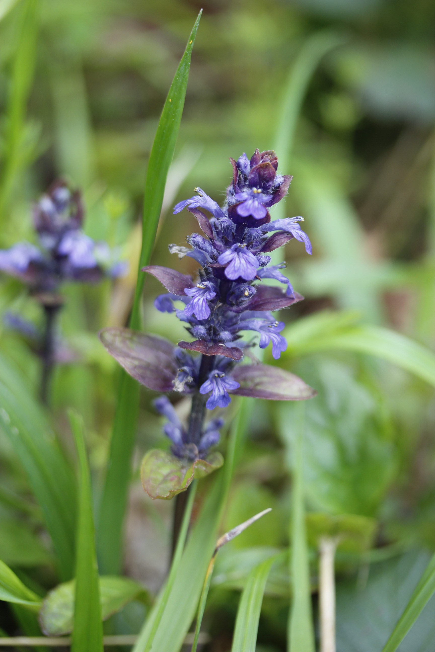 Bugle #wildflowers | An English Wood