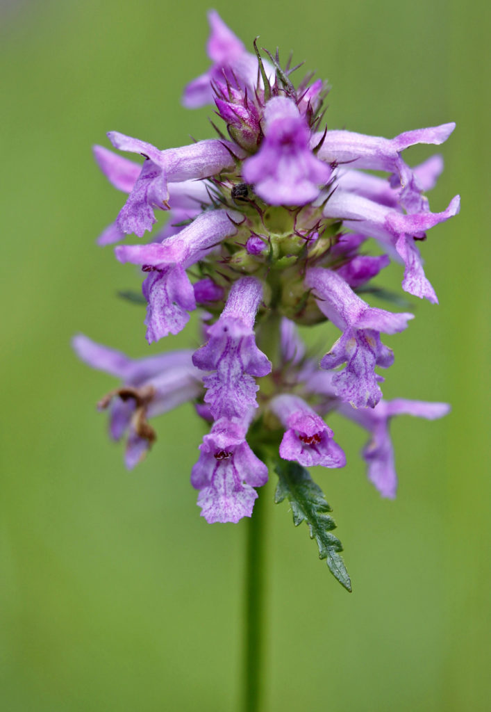 Betony #wildflowers | An English Wood