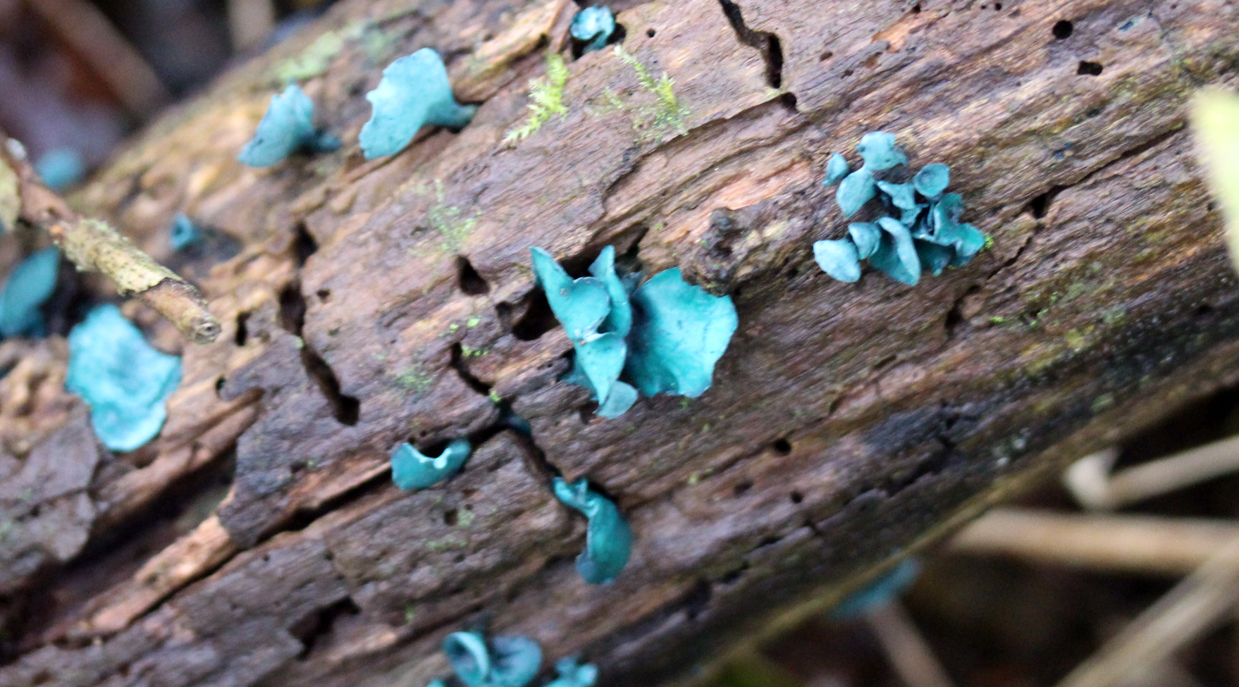 Green Elf Cup #fungi | An English Wood