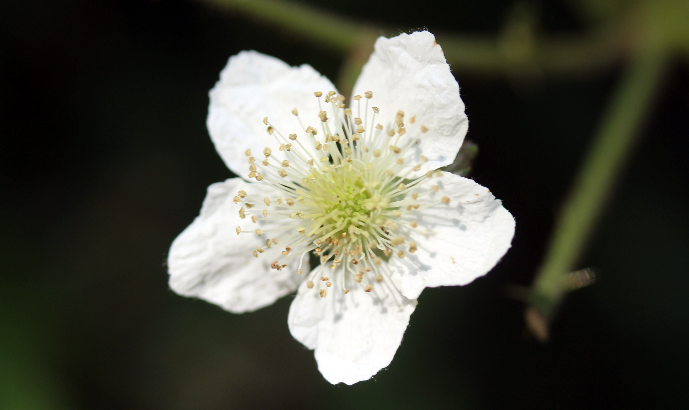 Bramble #plant | An English Wood