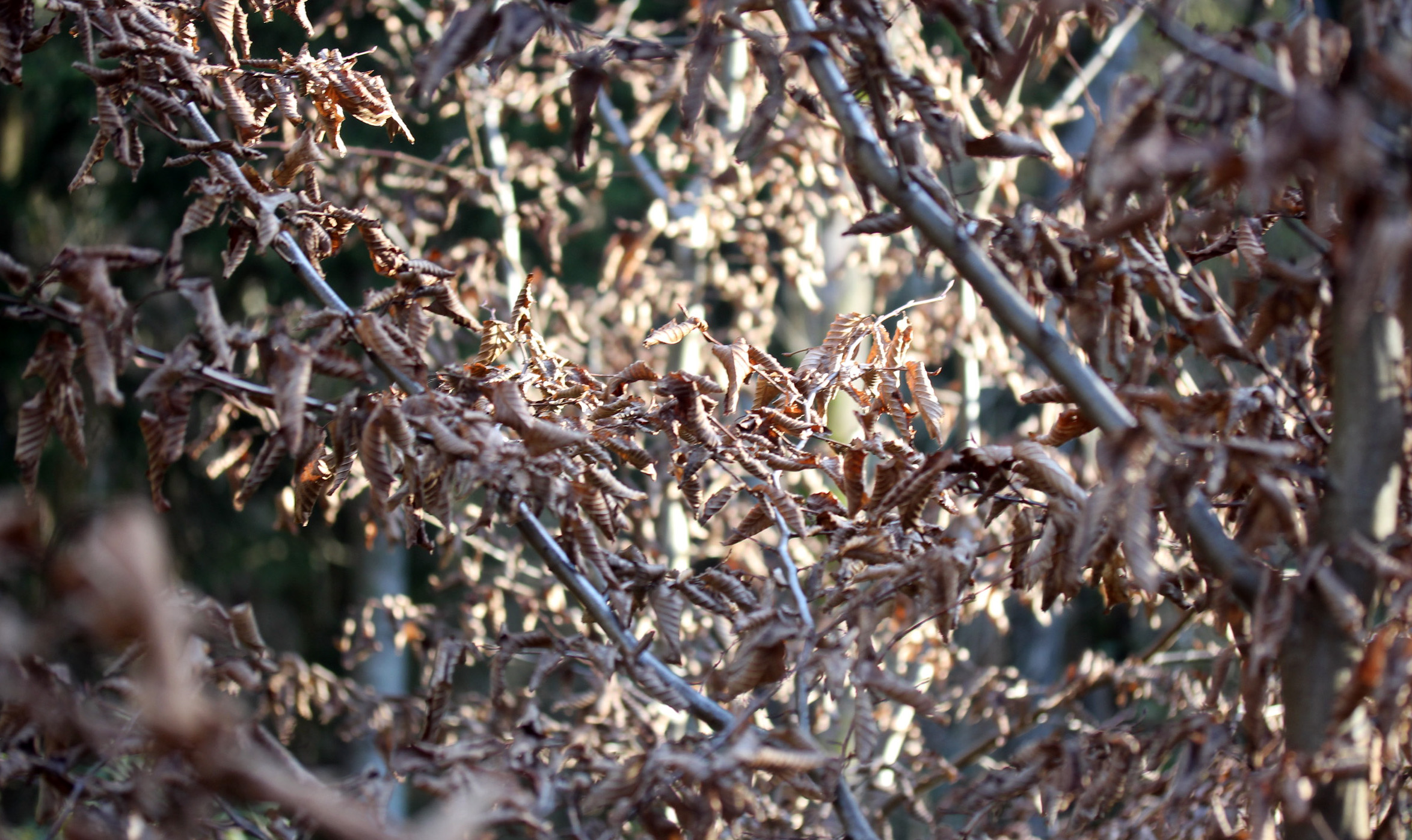 Marcescence #tree | An English Wood