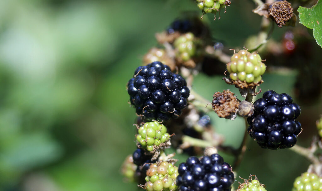 Bramble #plant | An English Wood